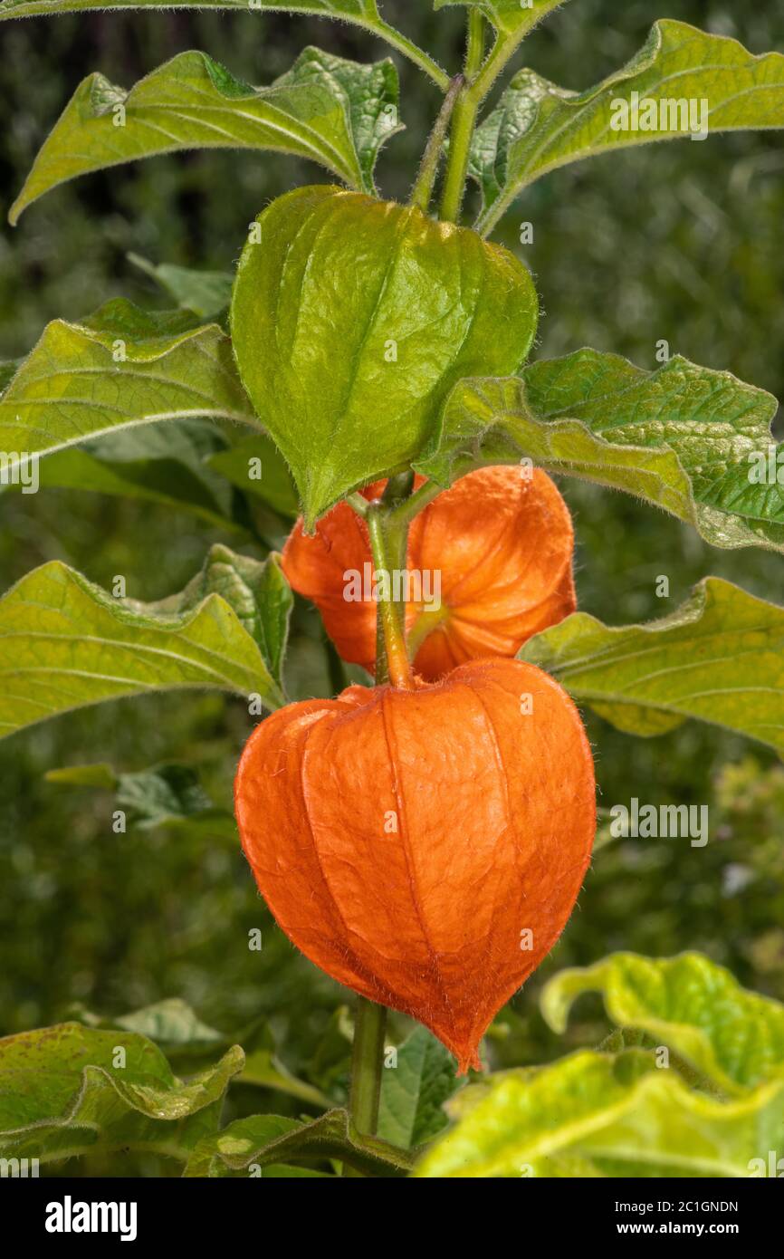 Chinese lantern flower fruits hi-res stock photography and images - Alamy