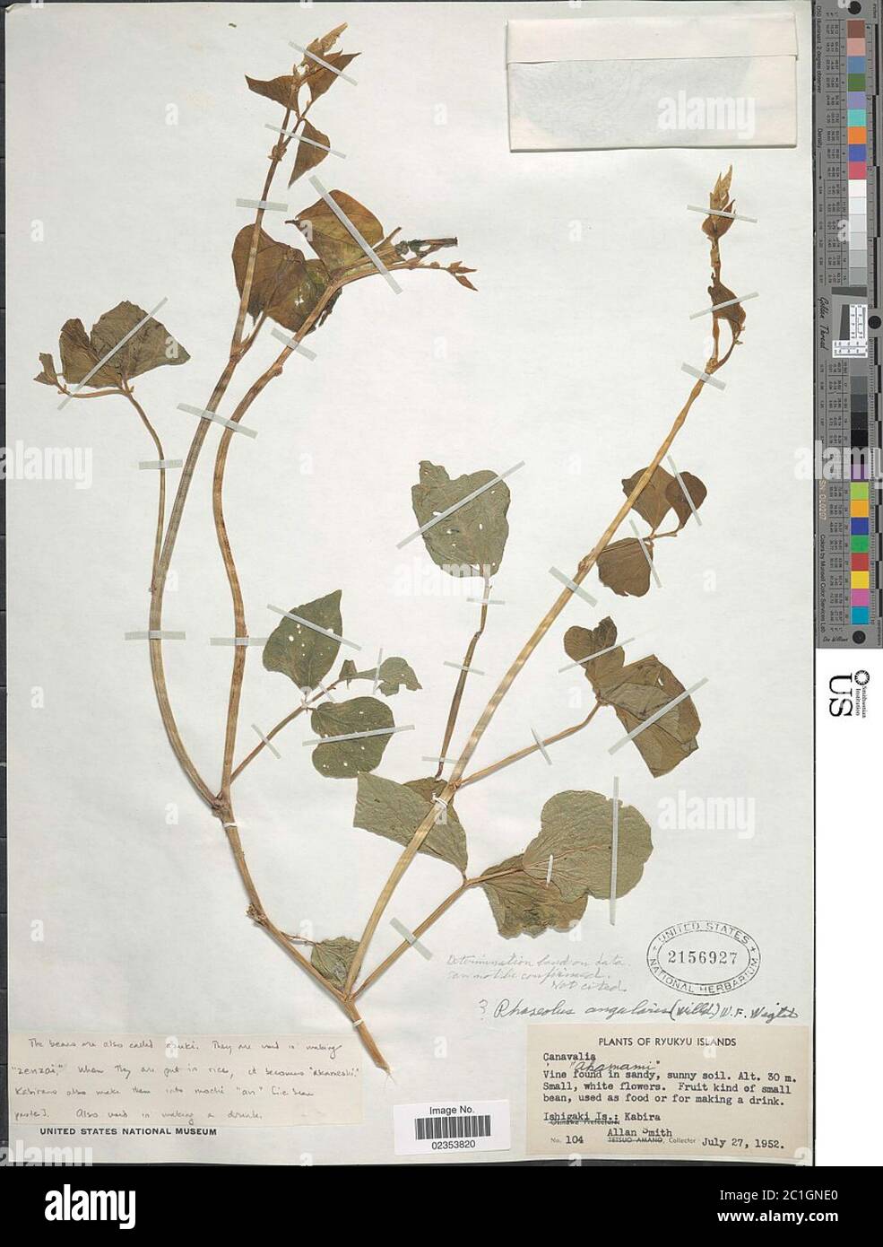 Vigna angularis not adzuki hi-res stock photography and images - Alamy