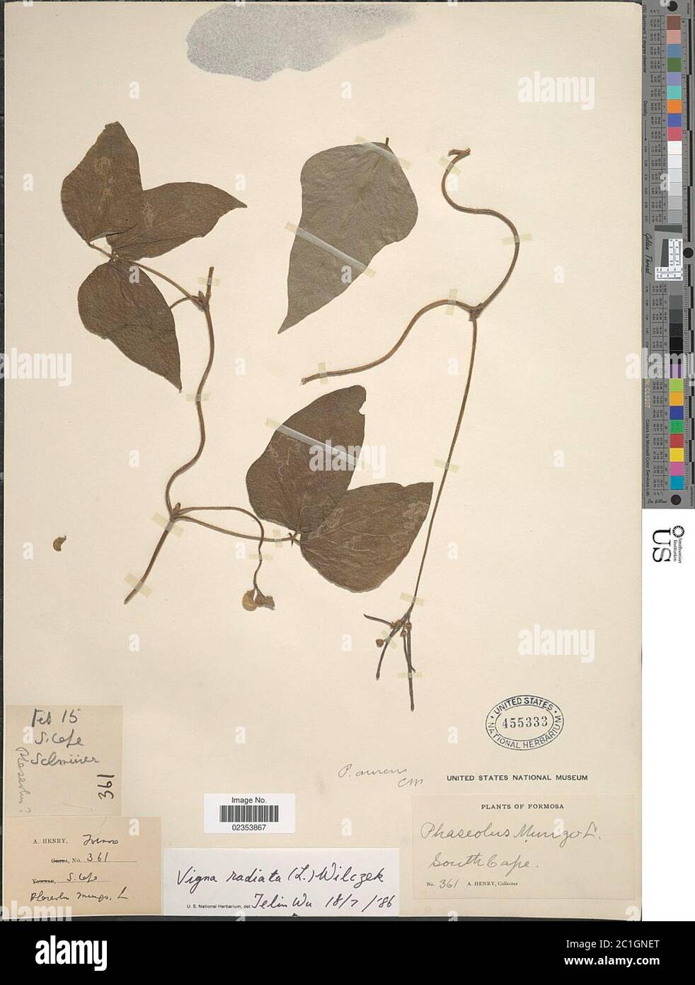 Vigna radiata l hi-res stock photography and images - Alamy