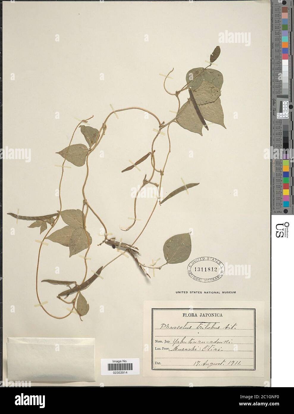 Vigna trilobata L Verdc Vigna trilobata L Verdc Stock Photo - Alamy