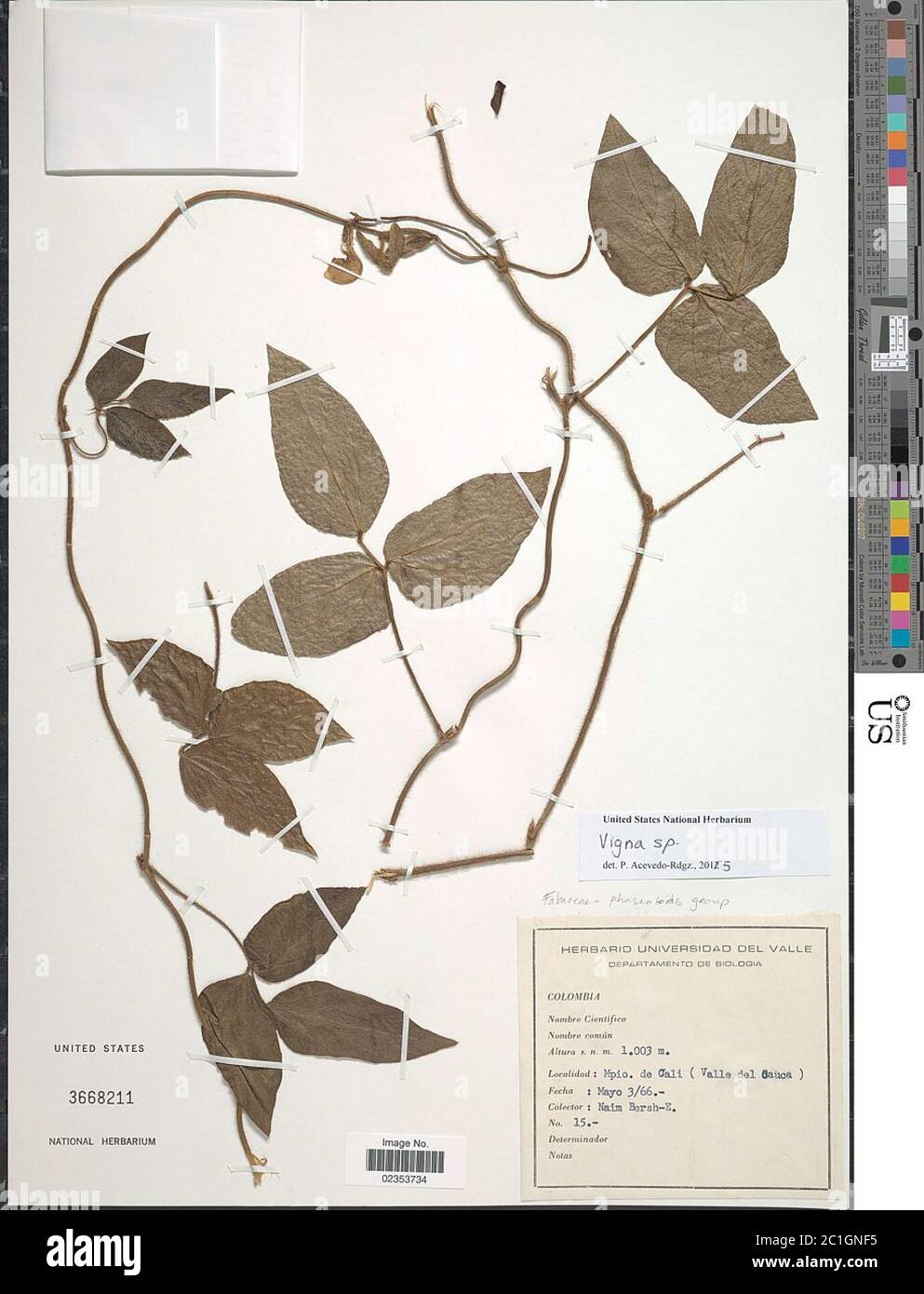 Vigna sp hi-res stock photography and images - Alamy