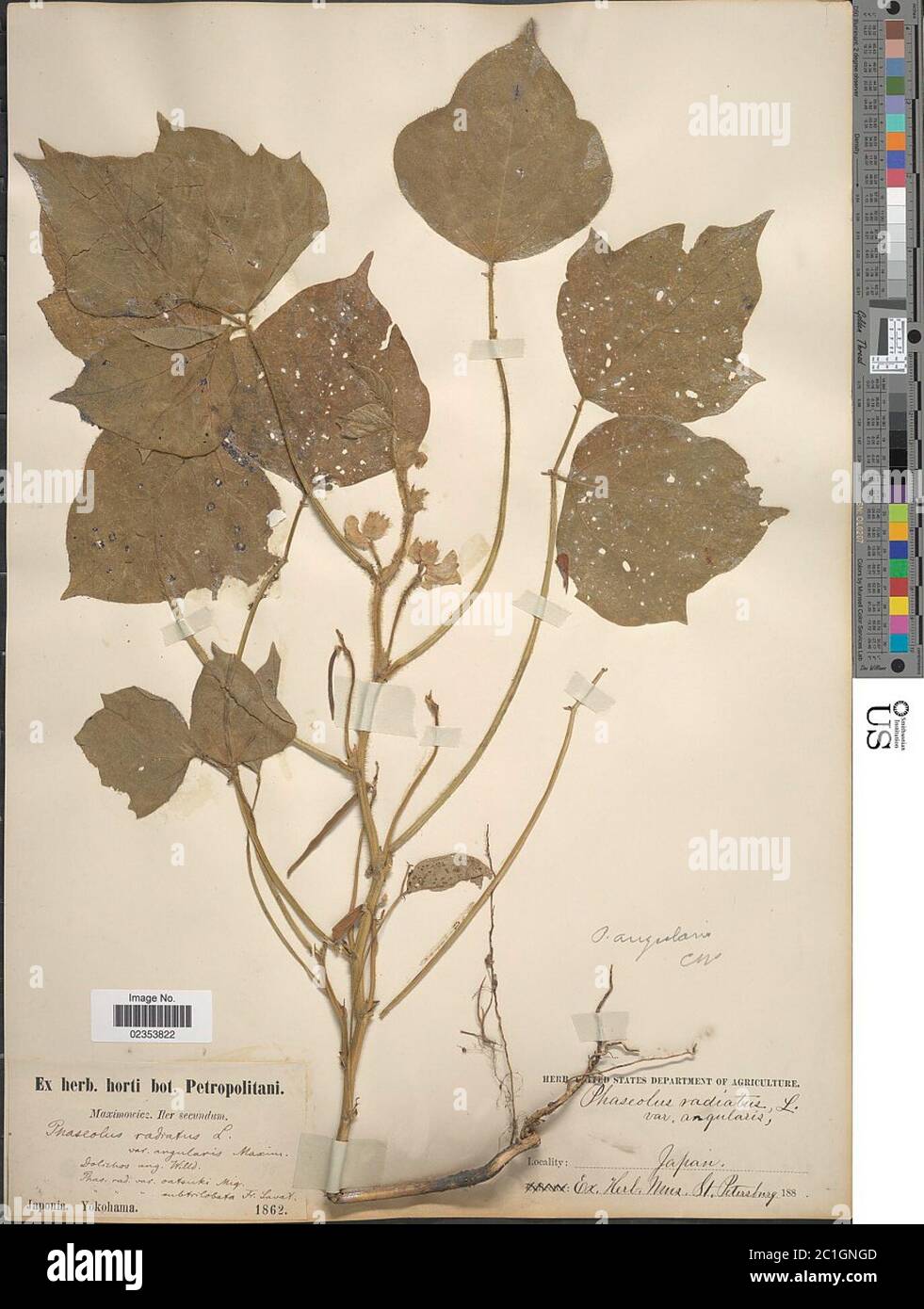 Angularis hi-res stock photography and images - Alamy