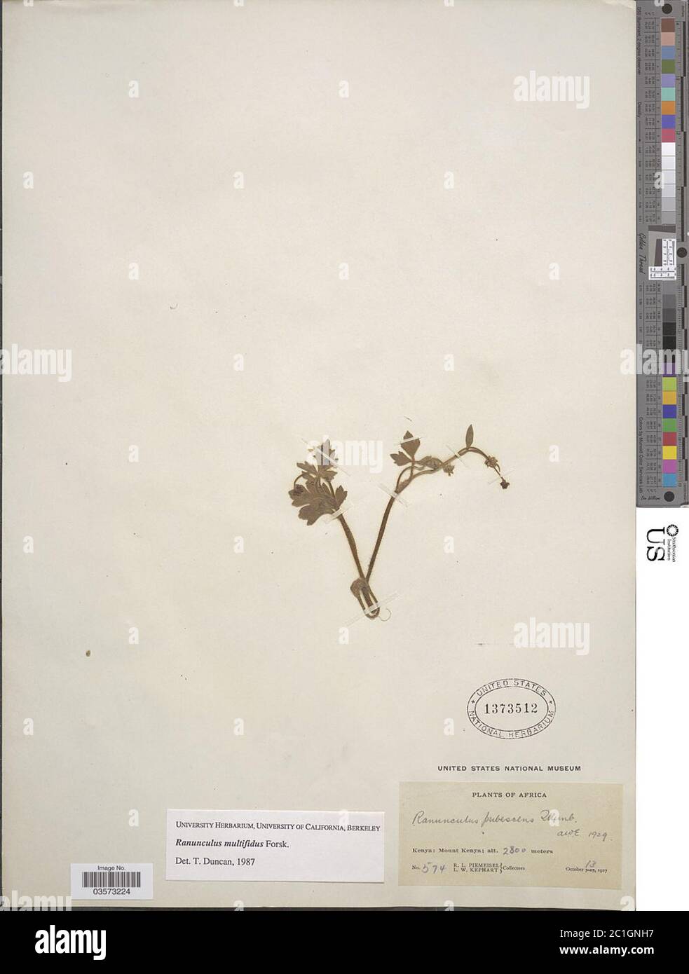 Ranunculus multifidus Ranunculus multifidus Stock Photo - Alamy