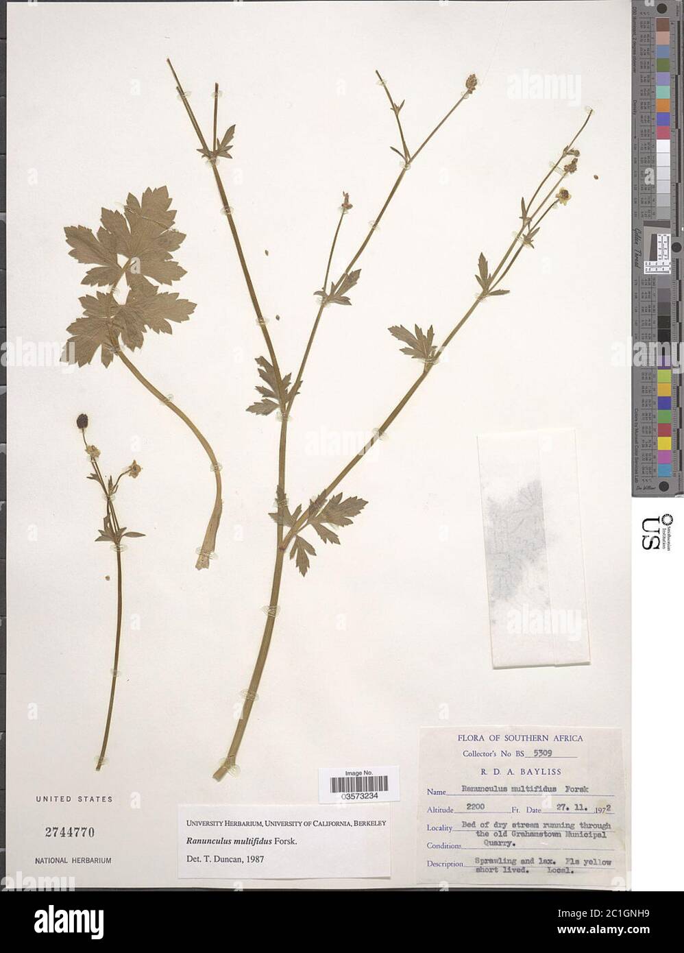 Ranunculus multifidus Ranunculus multifidus Stock Photo - Alamy