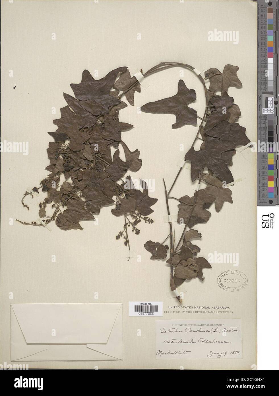 Cocculus carolinus L DC Cocculus carolinus L DC Stock Photo - Alamy