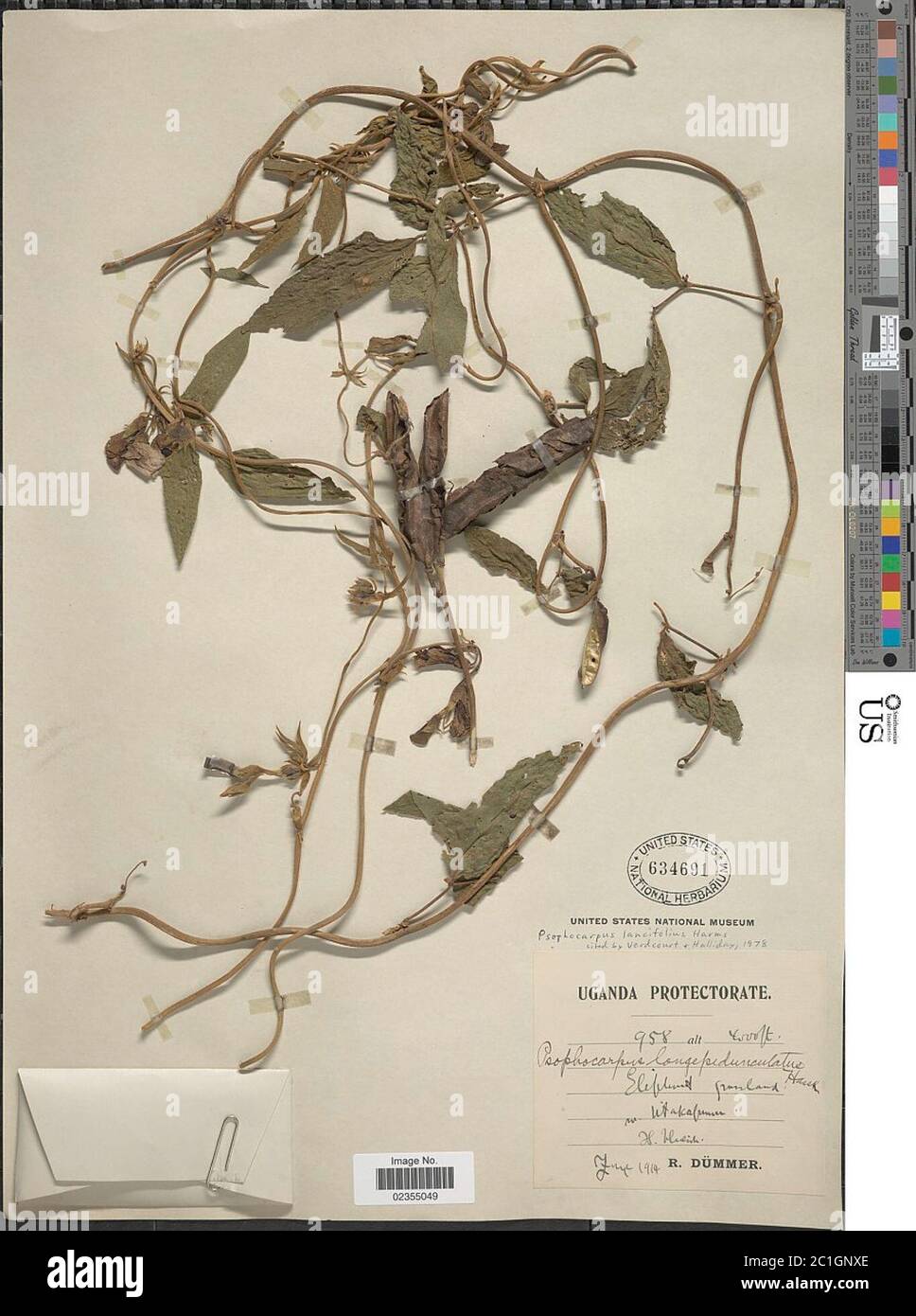 Psophocarpus lancifolius Harms Psophocarpus lancifolius Harms Stock ...