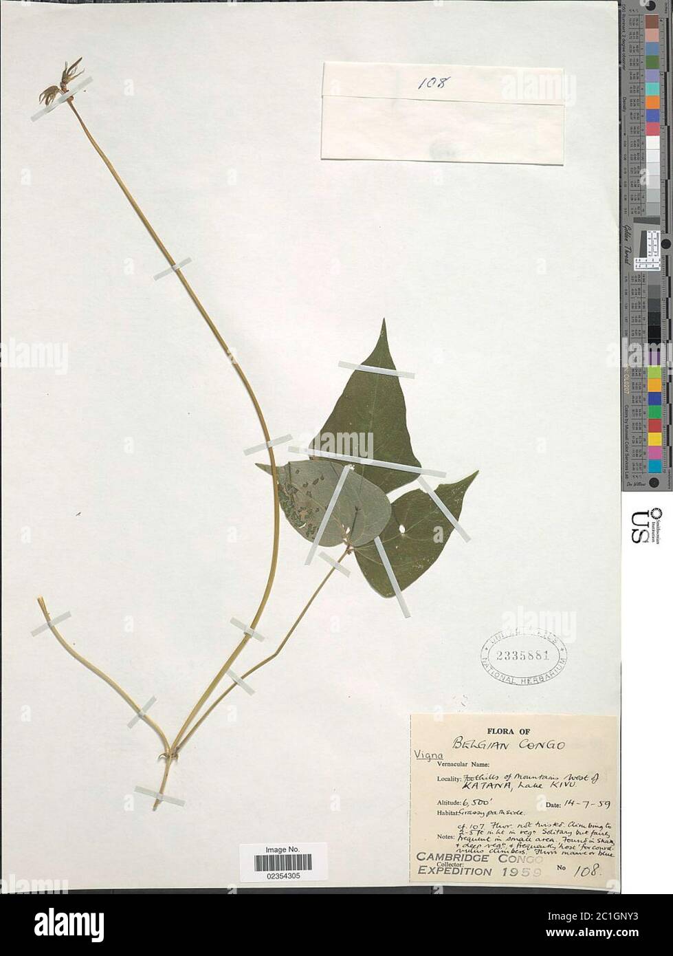 Vigna sp hi-res stock photography and images - Alamy