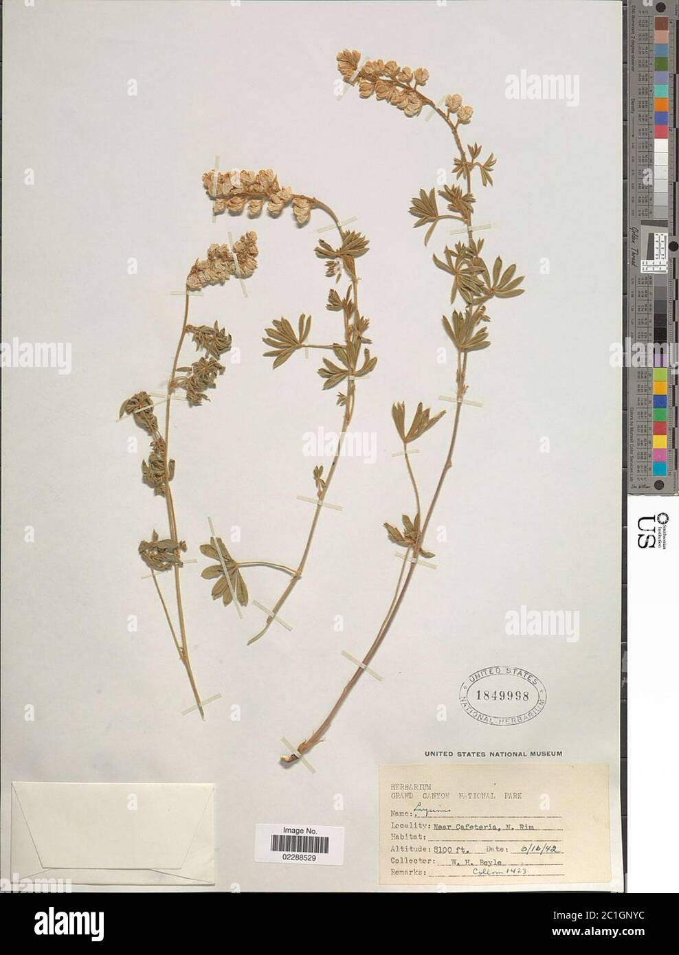 Lupinus sp Lupinus sp Stock Photo - Alamy
