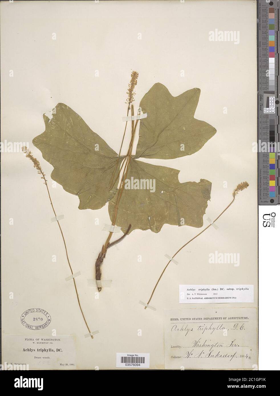 Achlys triphylla DC Achlys triphylla DC Stock Photo - Alamy