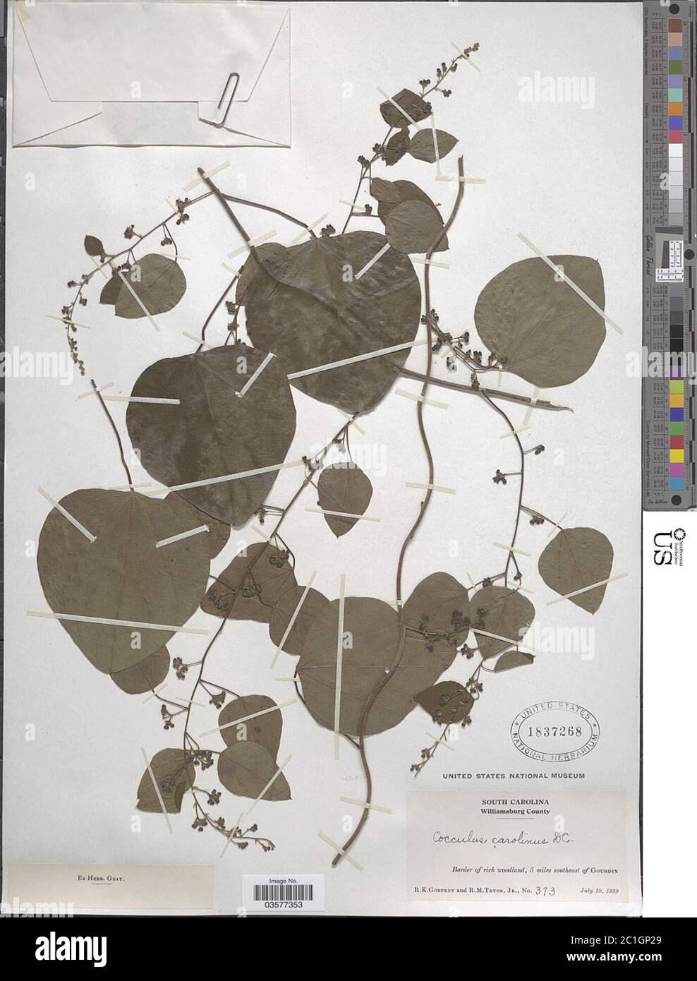 Cocculus carolinus L DC Cocculus carolinus L DC Stock Photo - Alamy
