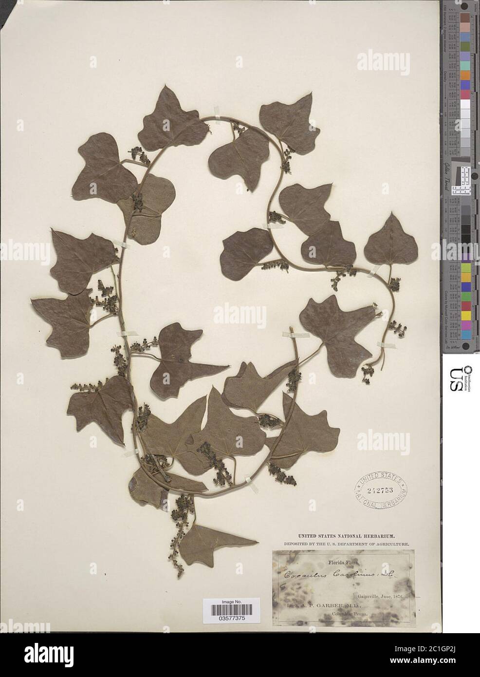 Cocculus carolinus L DC Cocculus carolinus L DC Stock Photo - Alamy