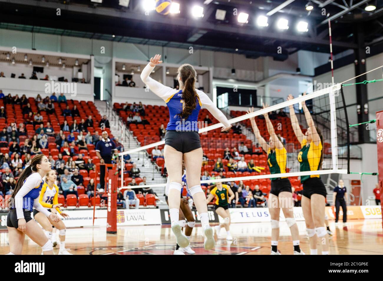 Volleyball woman player Ryerson Rams vs Alberta Golden Bears - smash ...