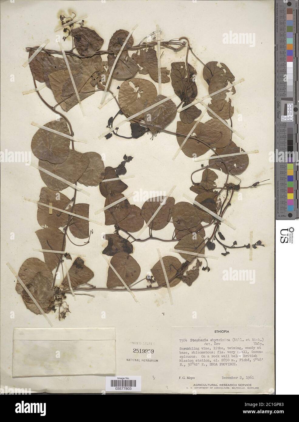 Stephania abyssinica QuartDill A Rich Walp Stephania abyssinica ...