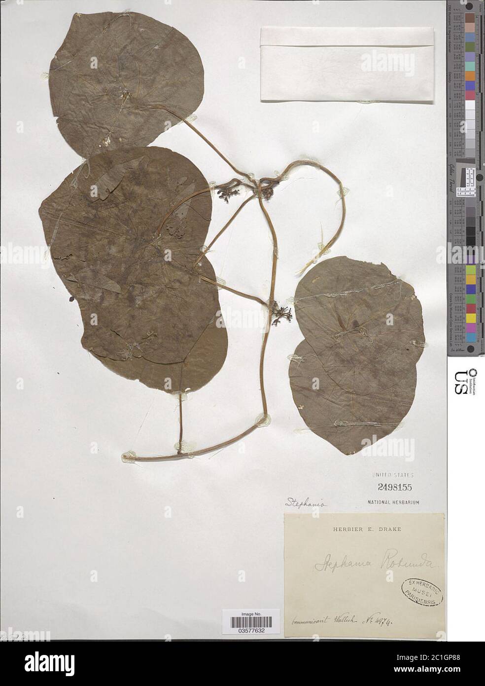 Stephania rotunda Lour Stephania rotunda Lour Stock Photo - Alamy