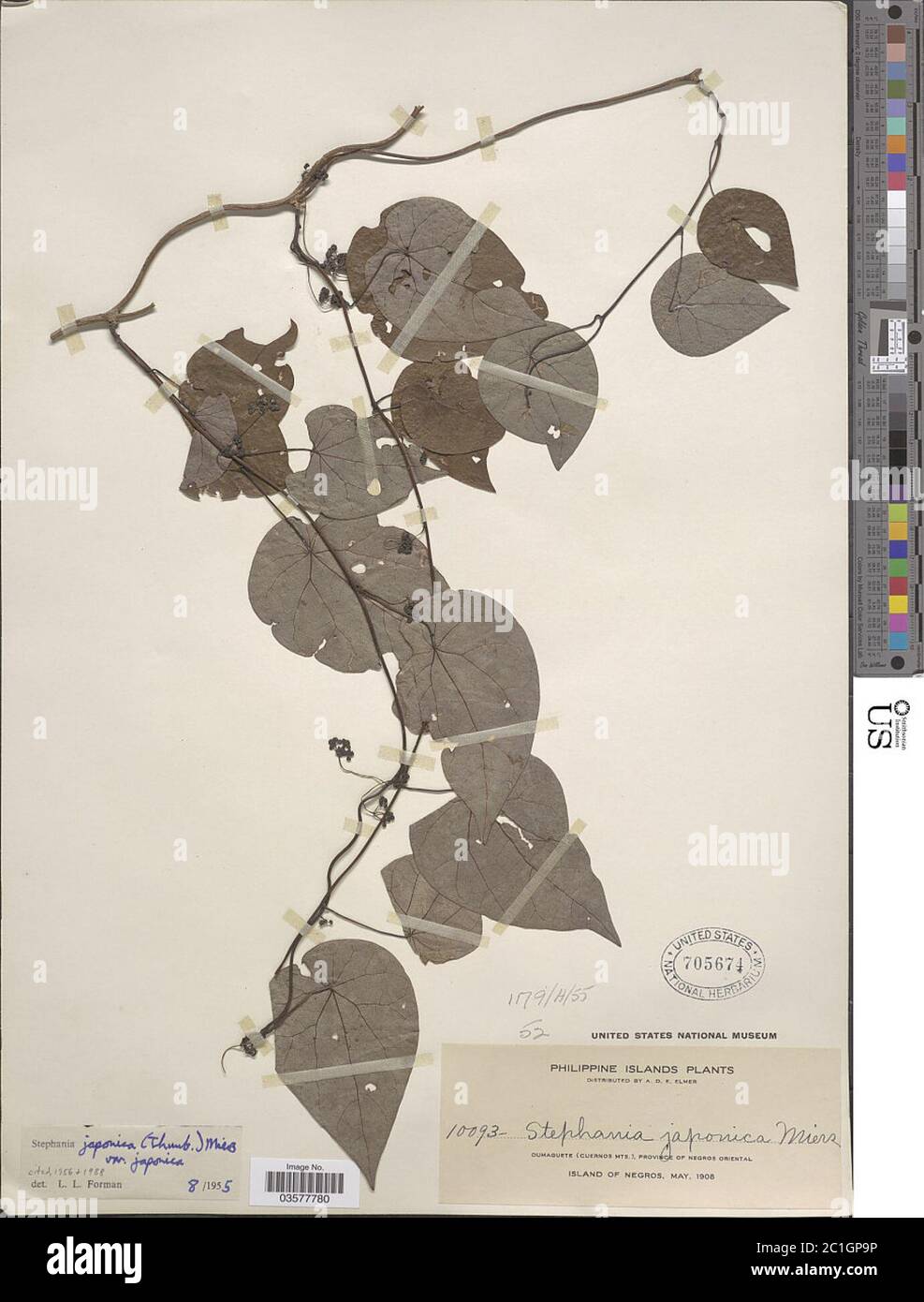 Stephania japonica Thunb Miers Stephania japonica Thunb Miers Stock ...