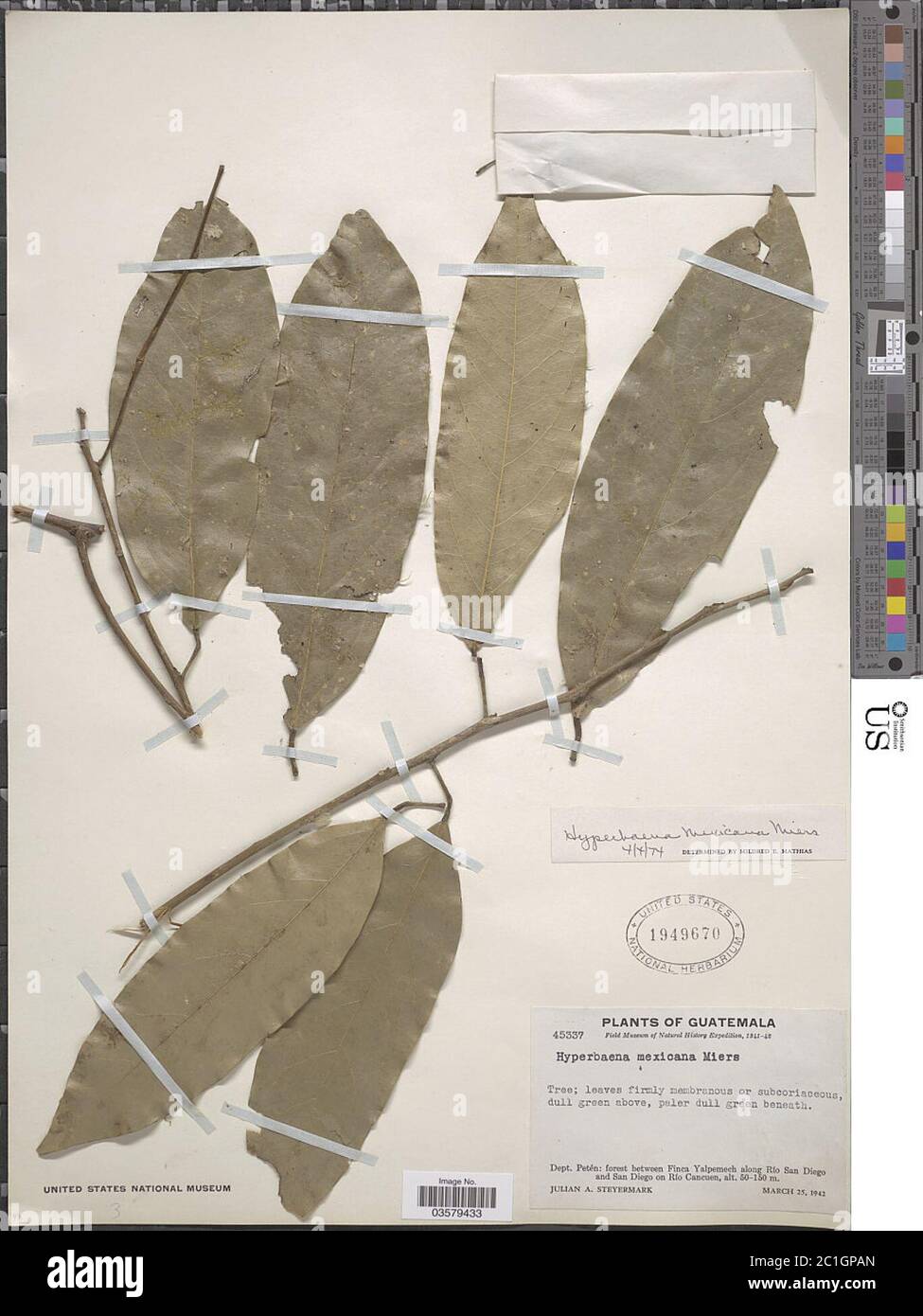 Hyperbaena mexicana Miers Hyperbaena mexicana Miers Stock Photo - Alamy