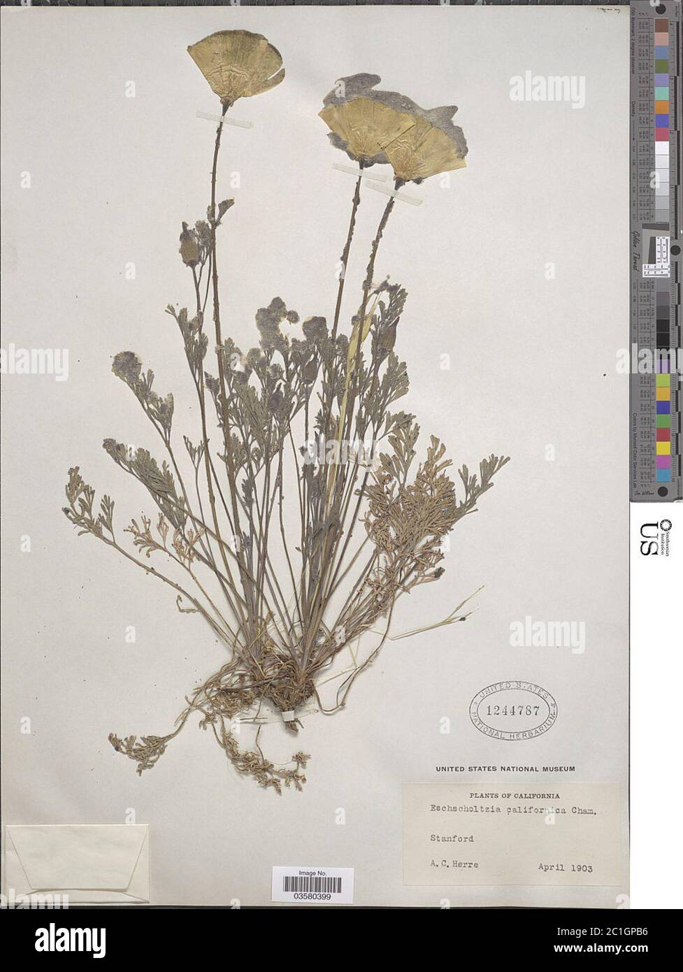 Eschscholzia californica Cham Eschscholzia californica Cham Stock Photo ...