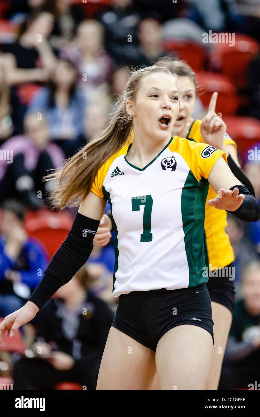 Volleyball woman player Alberta Golden Bears - libero, talk Stock Photo ...