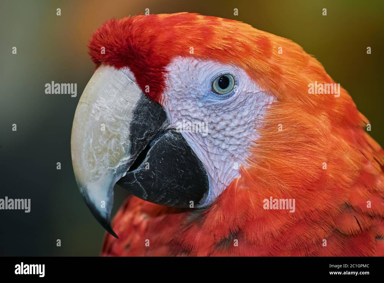 The Macaw Parrot Stock Photo - Alamy