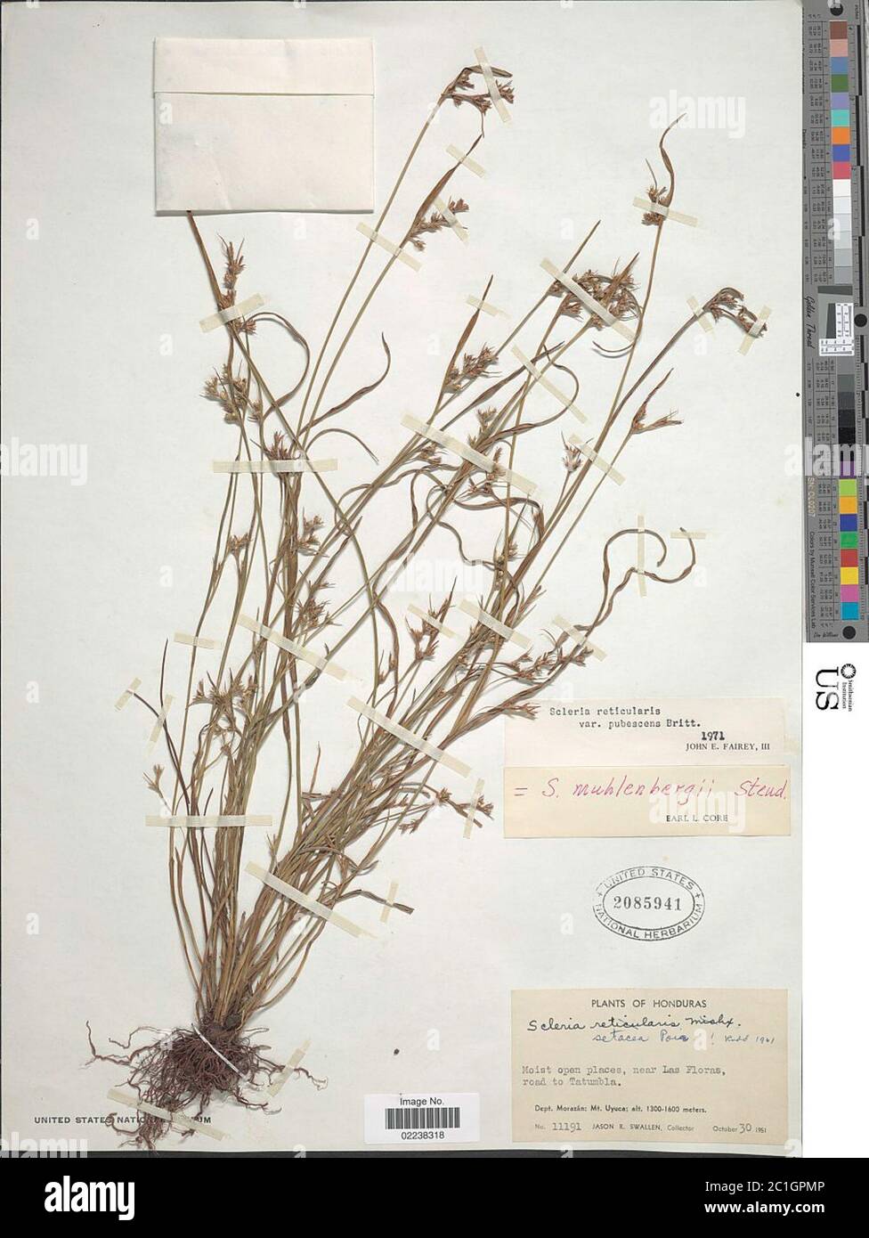 Scleria reticularis hi-res stock photography and images - Alamy