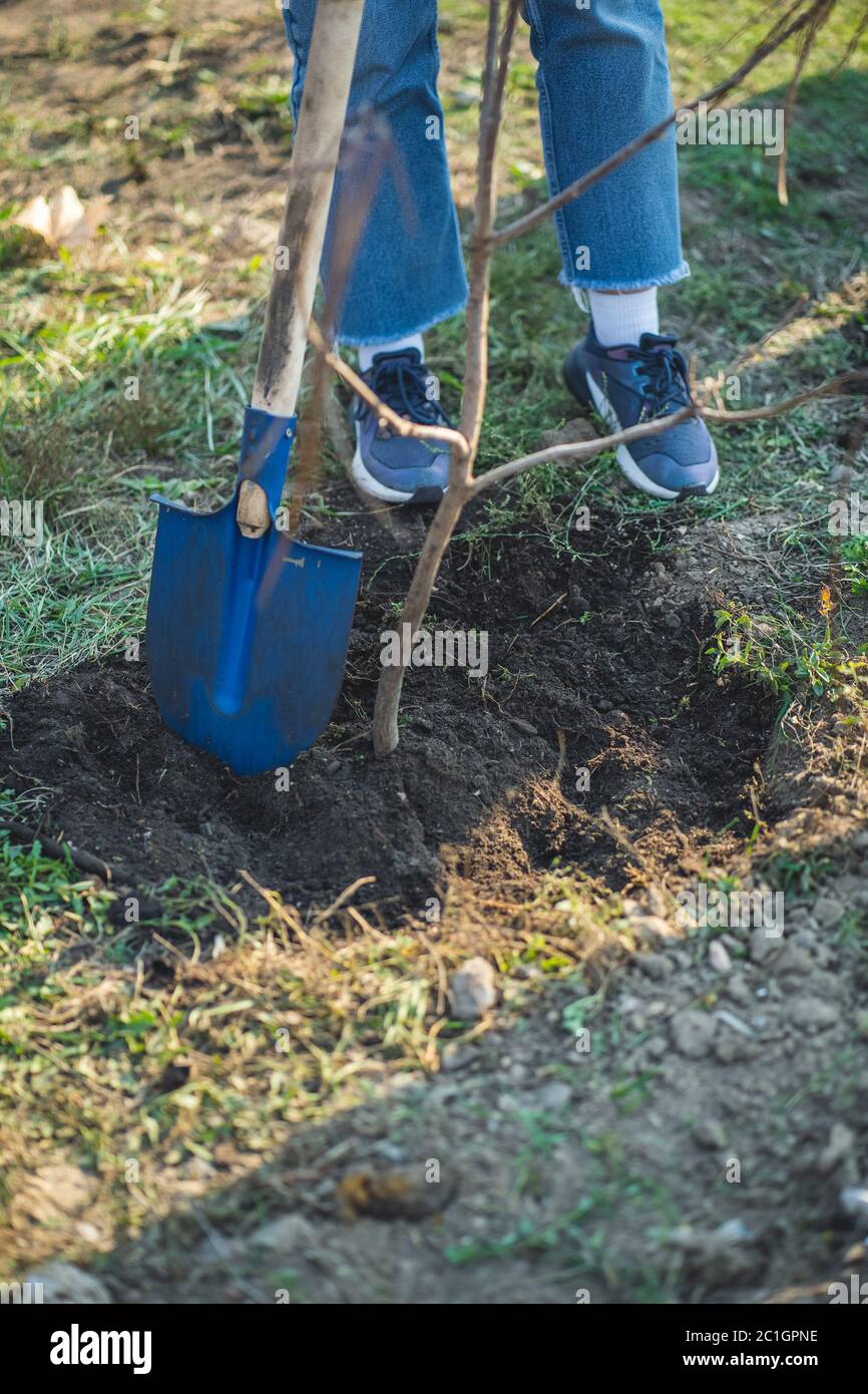 planting new trees with gardening tools in green park Stock Photo - Alamy