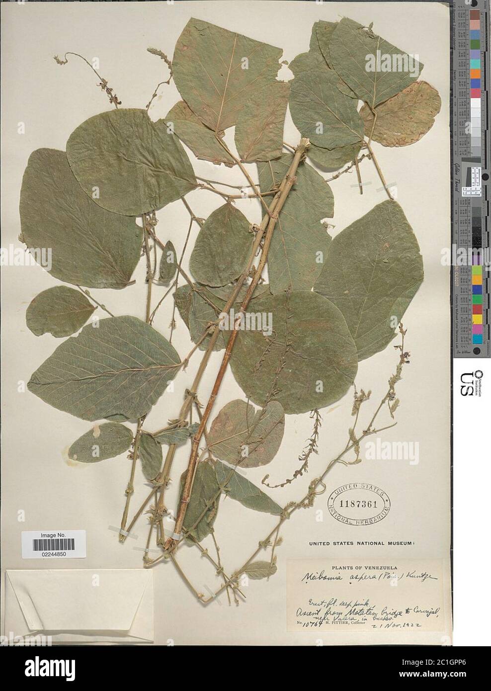 Desmodium distortum Aubl JF Macbr Desmodium distortum Aubl JF Macbr ...