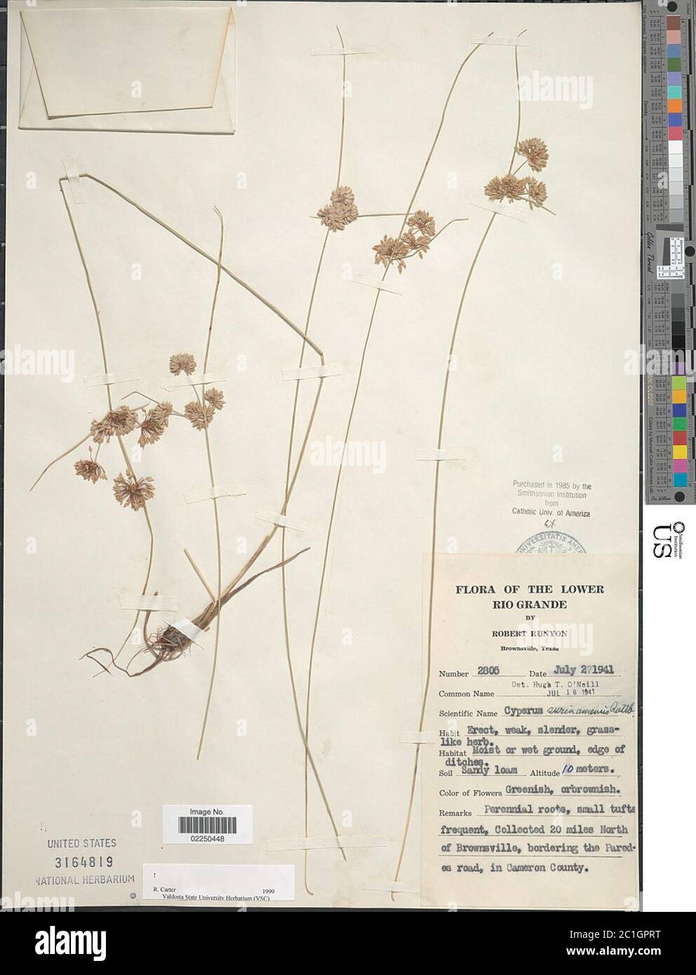 Cyperus surinamensis Rottb Cyperus surinamensis Rottb Stock Photo - Alamy