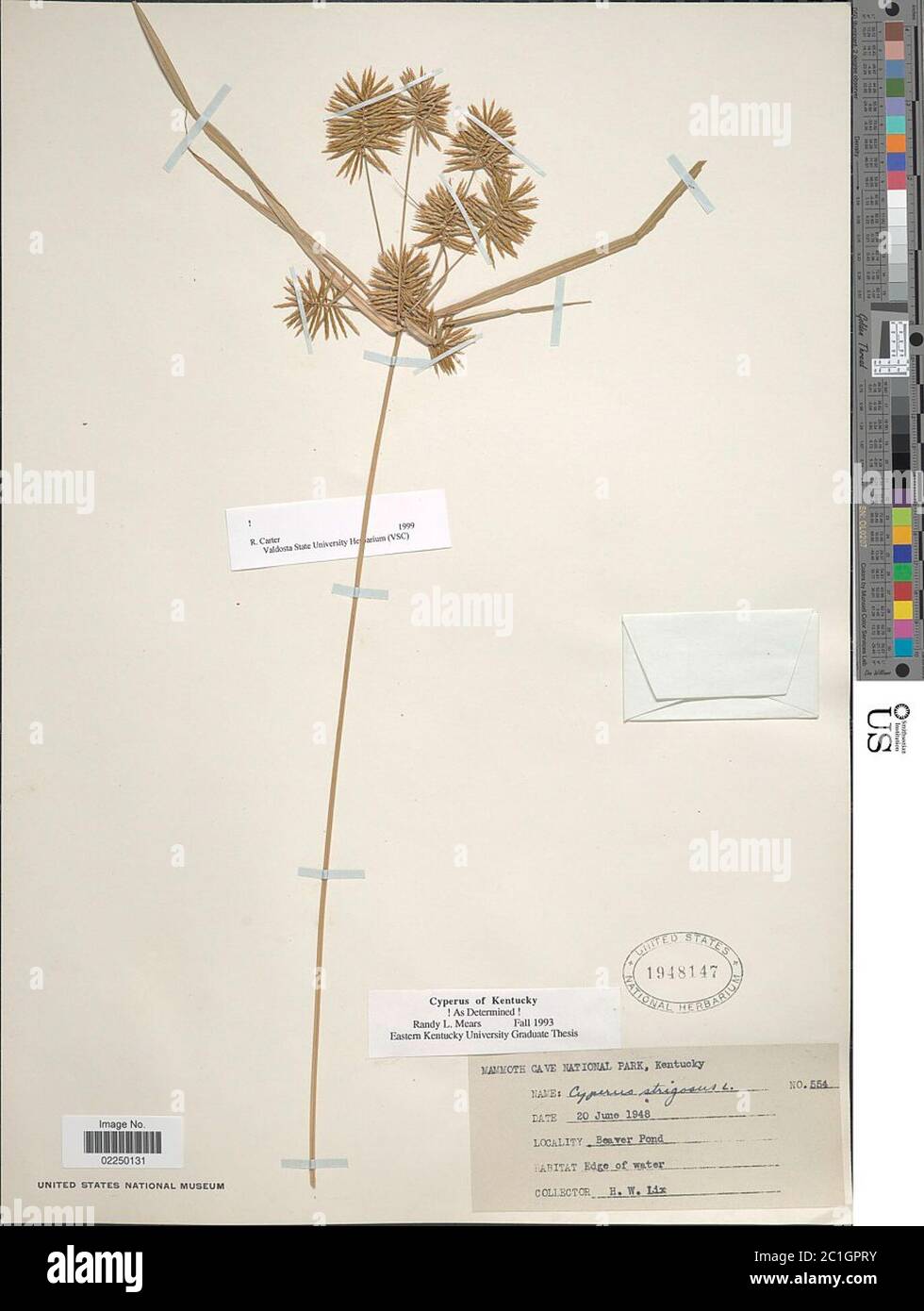 Cyperus strigosus L Cyperus strigosus L Stock Photo - Alamy