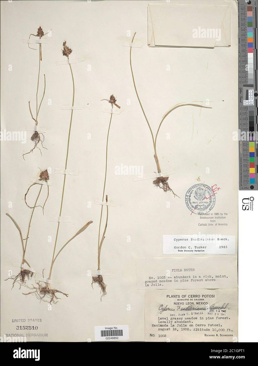 Cyperus fendlerianus Boeckeler Cyperus fendlerianus Boeckeler Stock ...