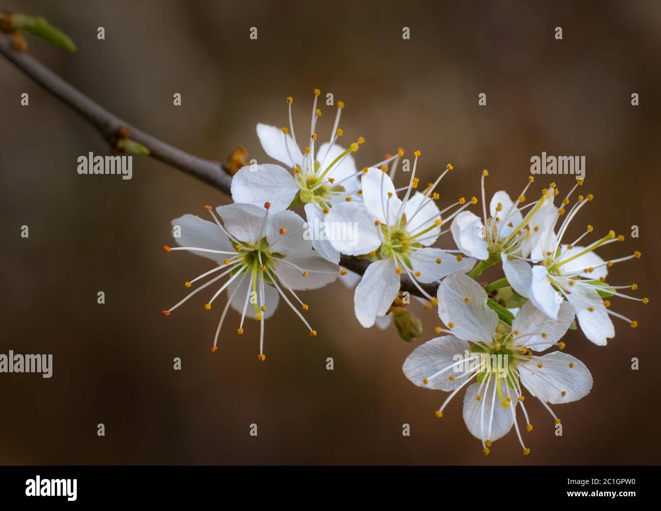 Cinderhorn hi-res stock photography and images - Alamy