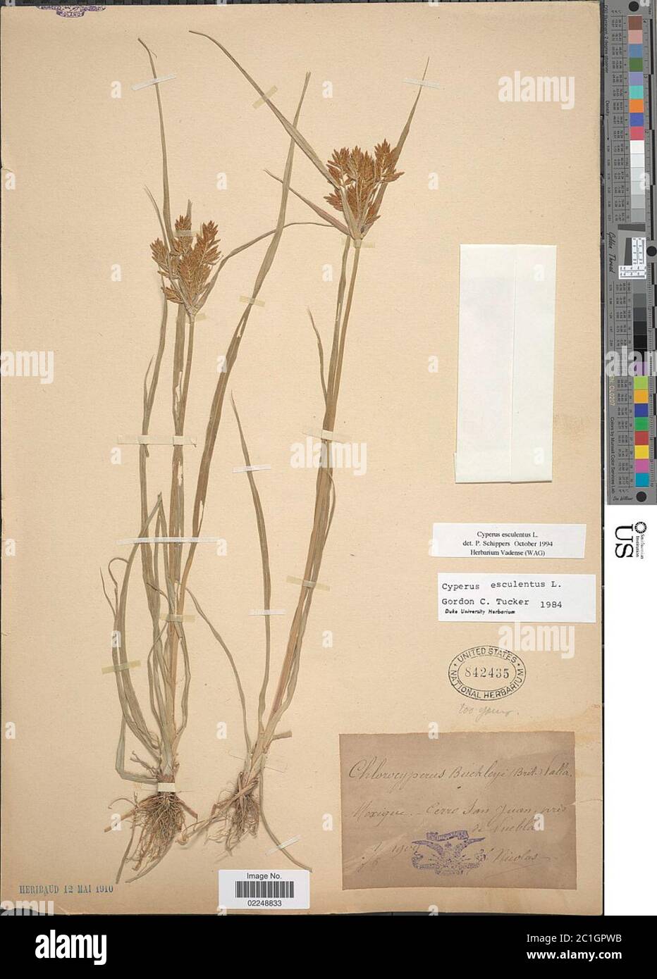 Cyperus esculentus L Cyperus esculentus L Stock Photo - Alamy