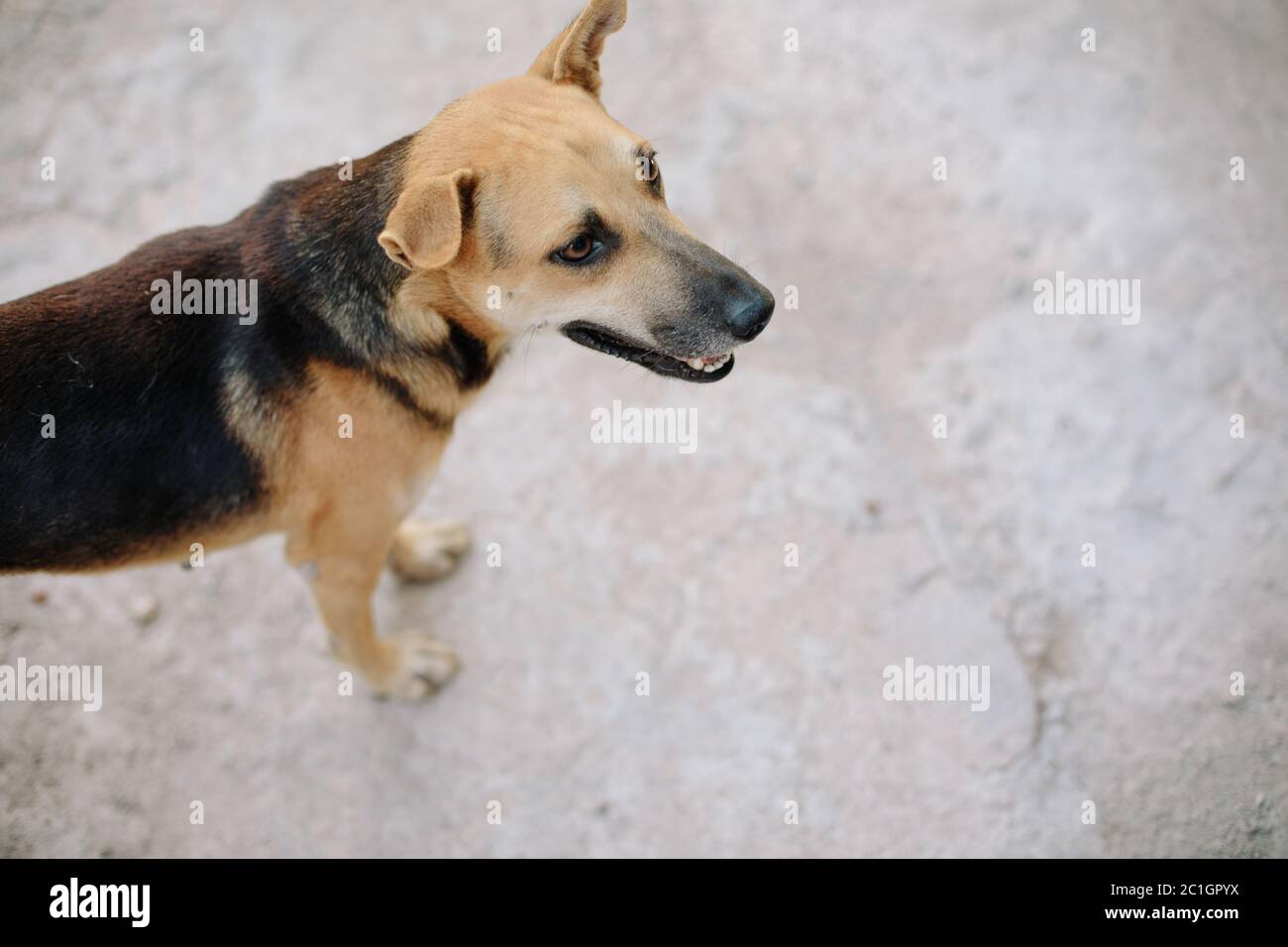 A dog photographed from above Stock Photo - Alamy