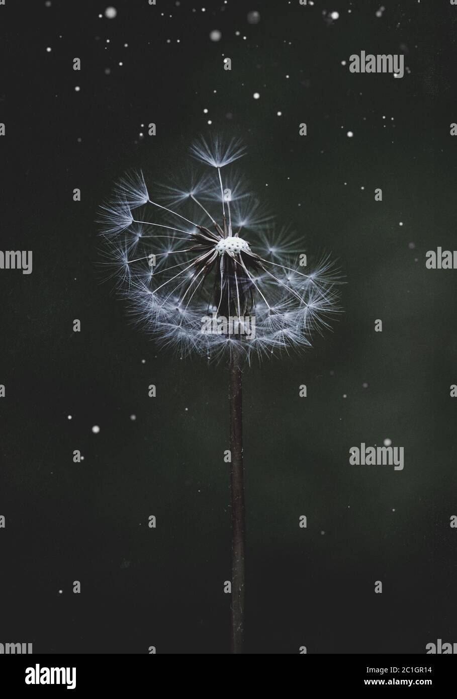 beautiful dandelion flower plant in the garden Stock Photo - Alamy