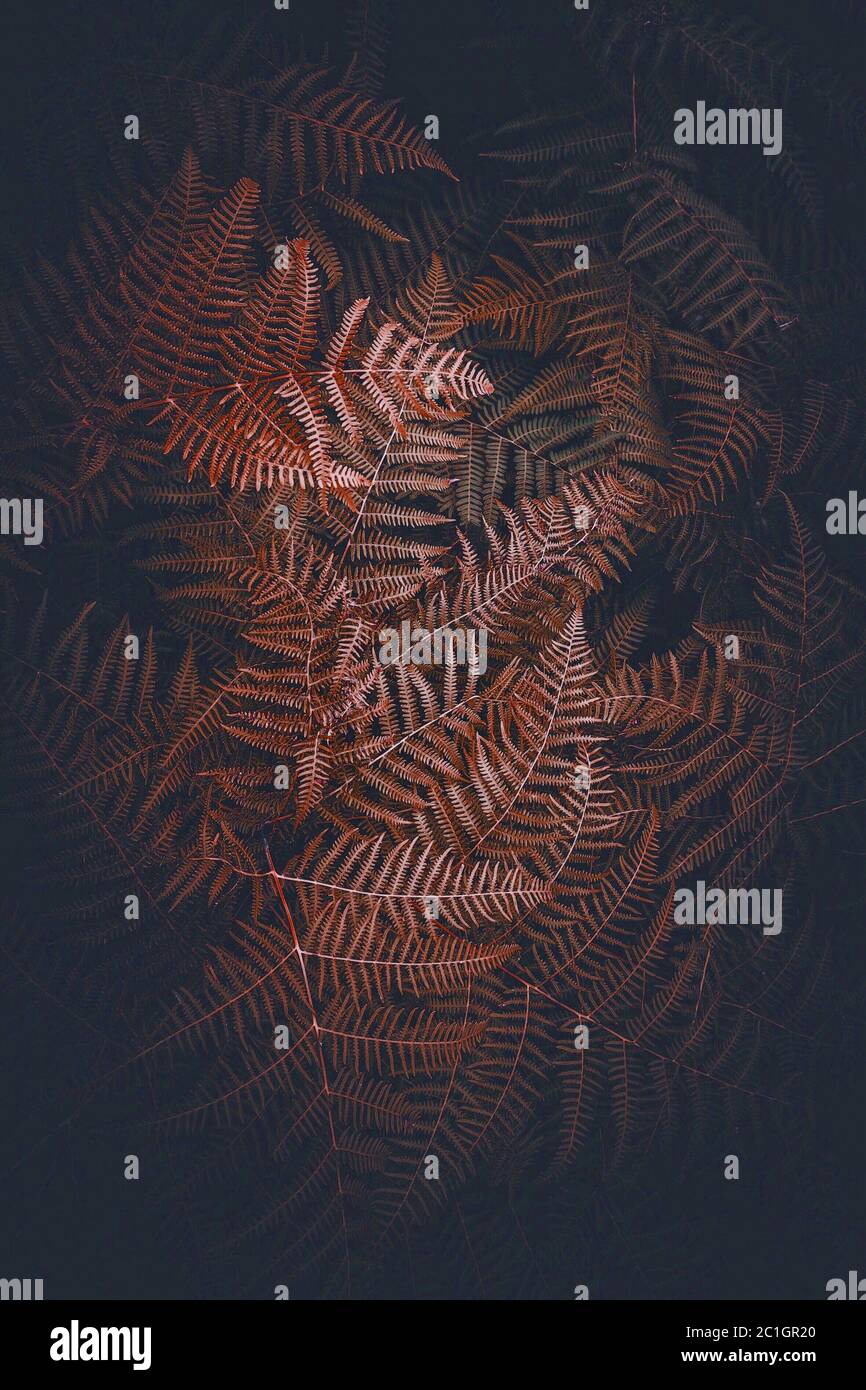 abstract colorful fern plant leaves texture in the garden Stock Photo ...