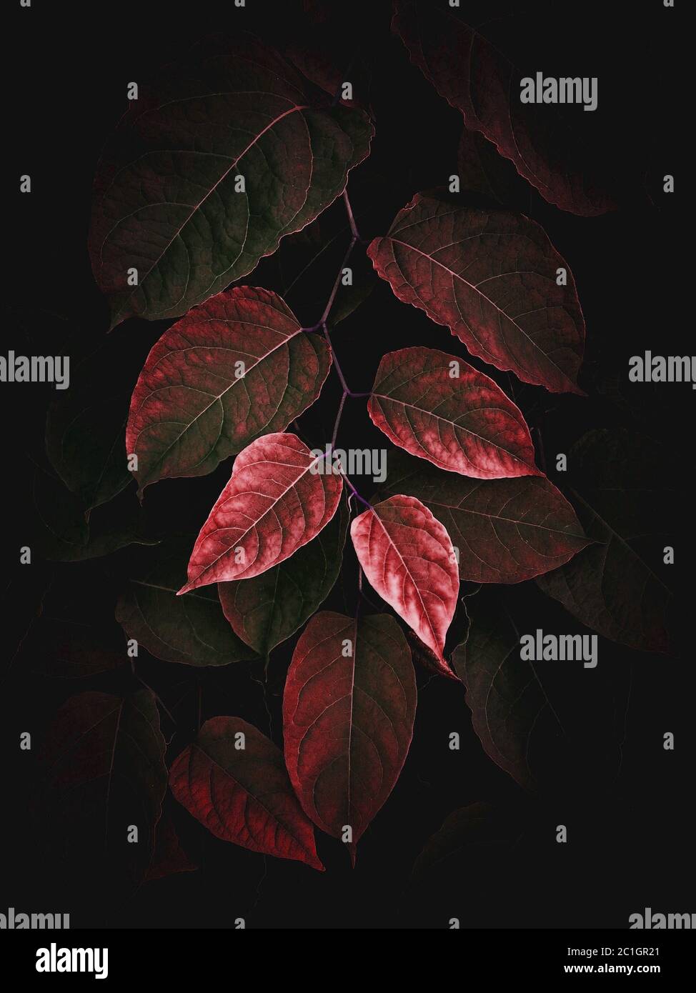 abstract red plant leaves texture in the garden Stock Photo - Alamy