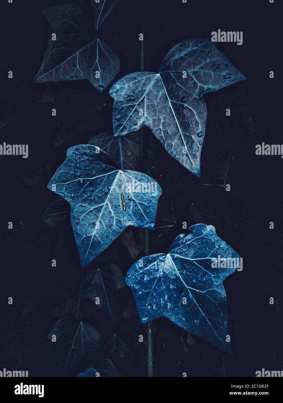 Abstract garden beauty hi-res stock photography and images - Alamy