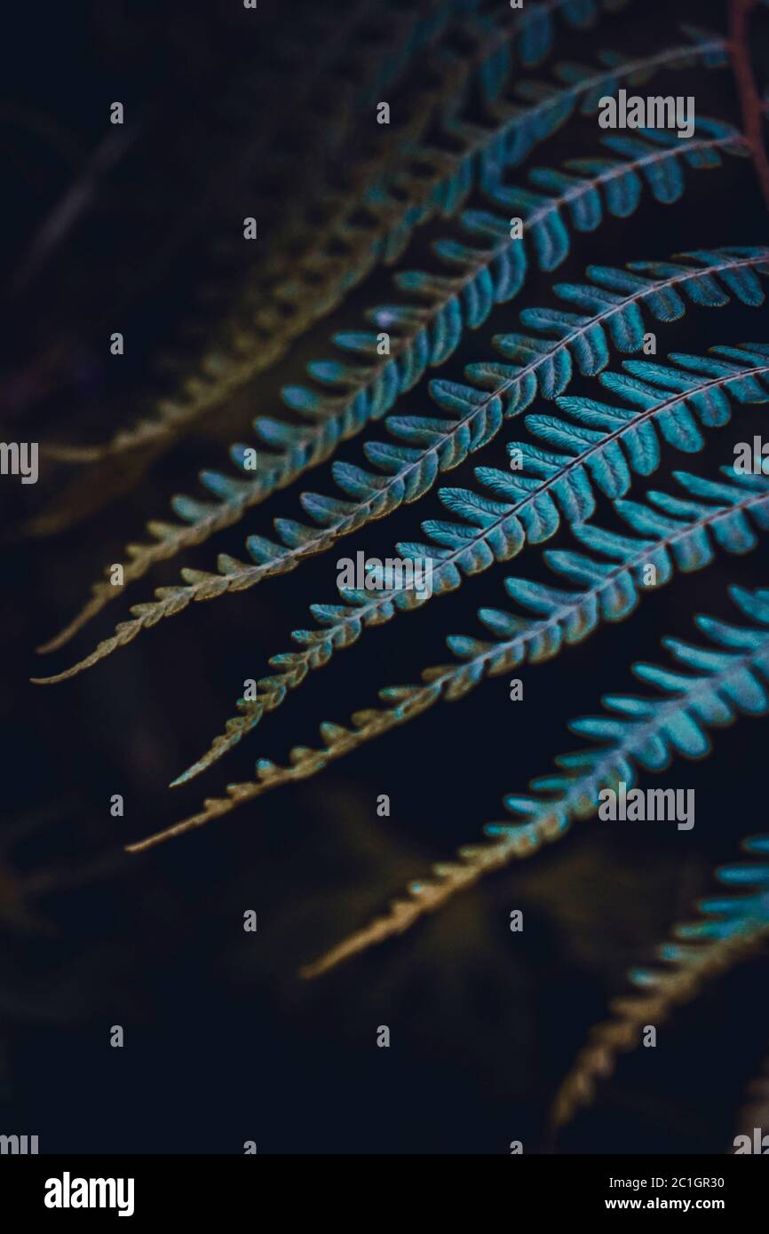 abstract colorful fern plant leaves texture in the garden Stock Photo ...