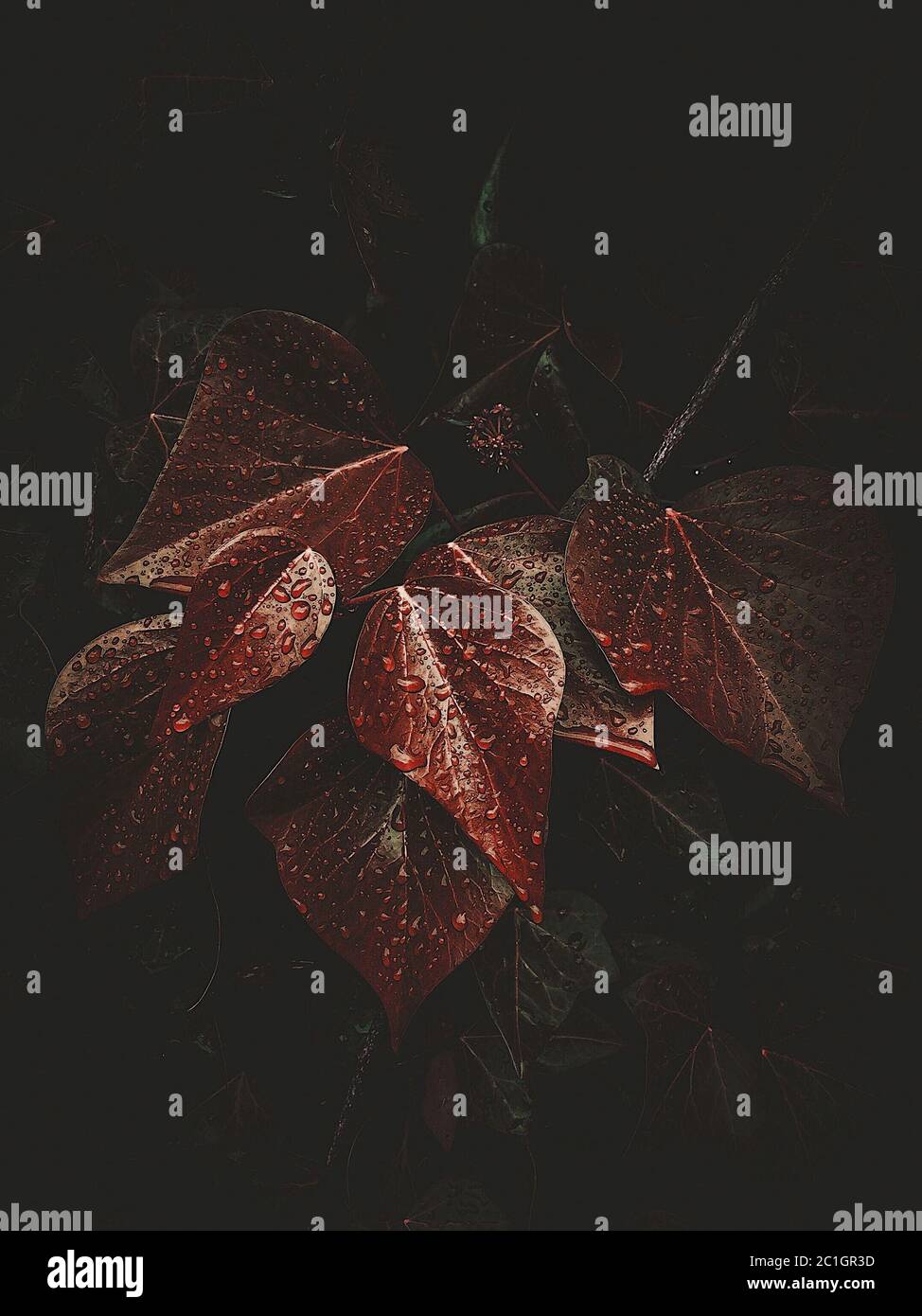 abstract red plant leaves texture in the garden Stock Photo - Alamy