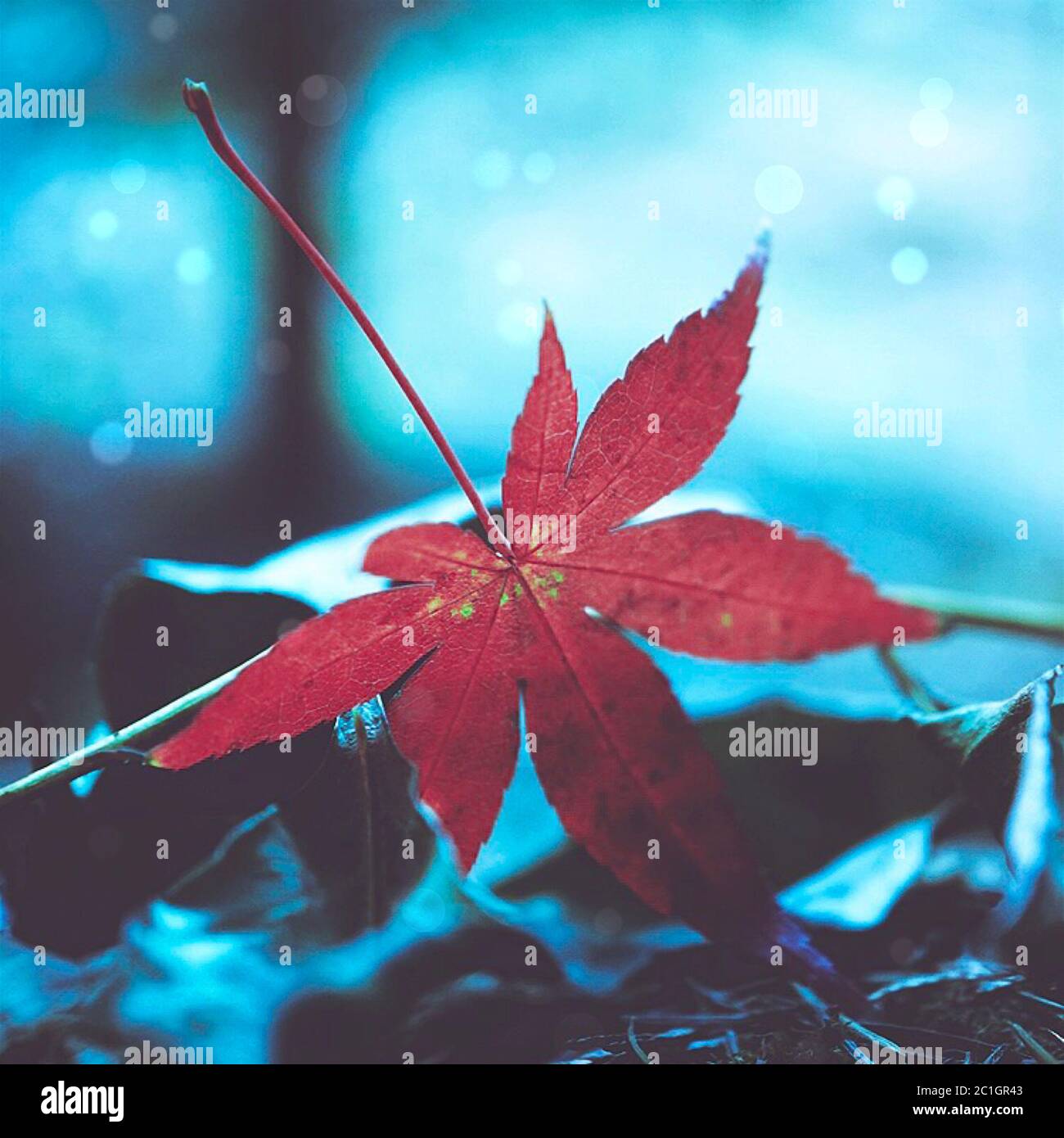Abstract red leaves hi-res stock photography and images - Alamy