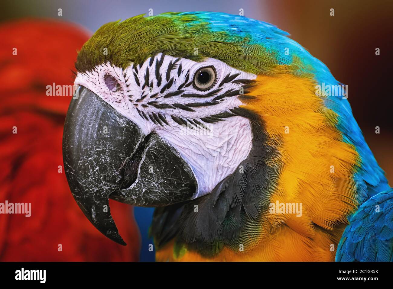 The Macaw Parrot Stock Photo - Alamy