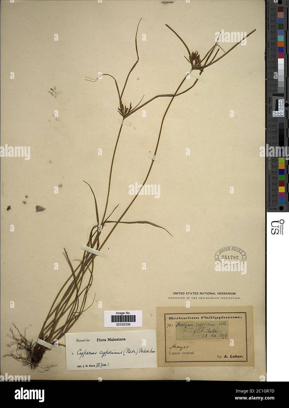 Cyperus cyperinus Retz Suringar Cyperus cyperinus Retz Suringar Stock ...