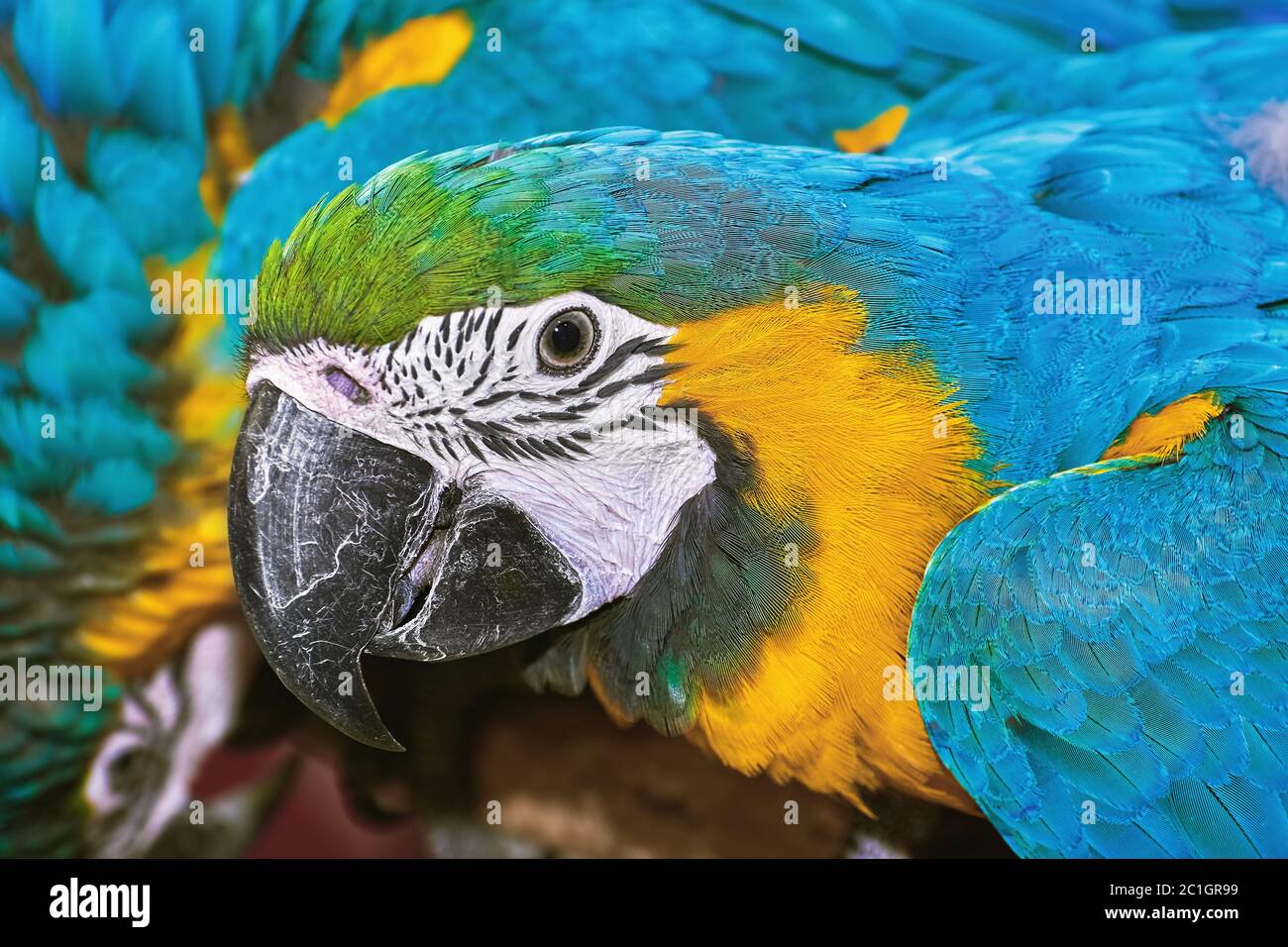 The Macaw Parrot Stock Photo - Alamy