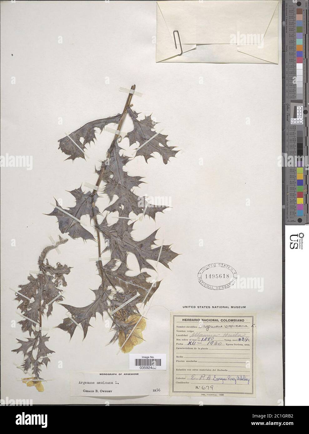 Argemone mexicana L Argemone mexicana L Stock Photo - Alamy
