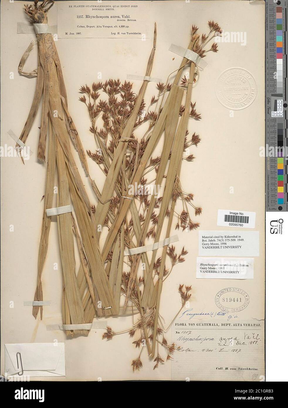 Rhynchospora corymbosa L Britton Rhynchospora corymbosa L Britton Stock ...