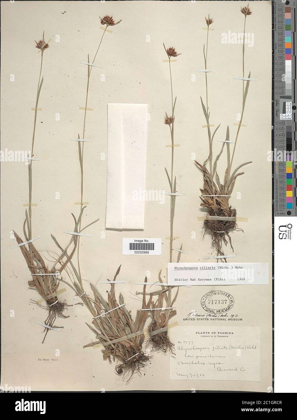 Rhynchospora ciliaris Michx C Mohr Rhynchospora ciliaris Michx C Mohr ...