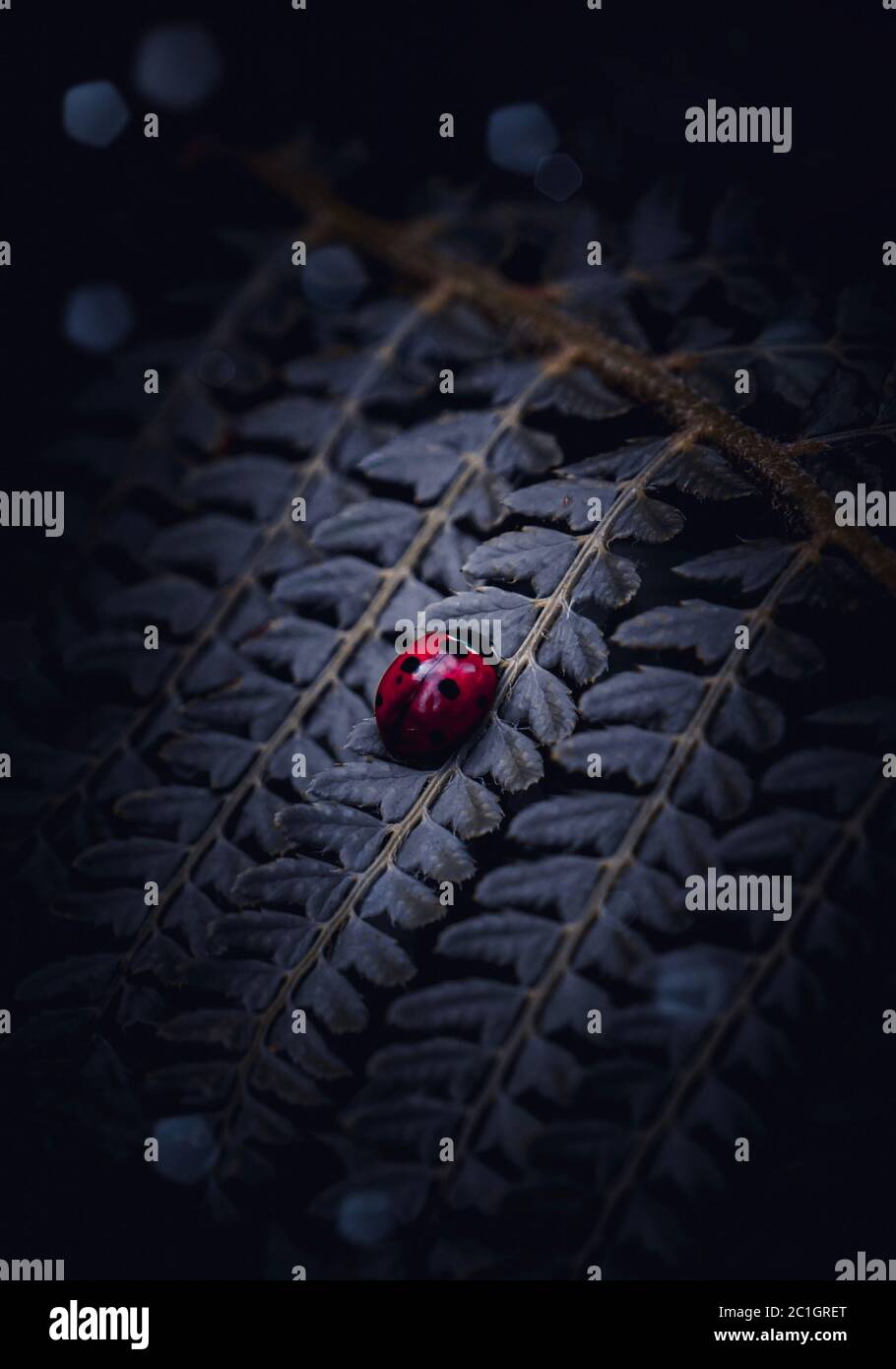 Little red ladybug hi-res stock photography and images - Alamy