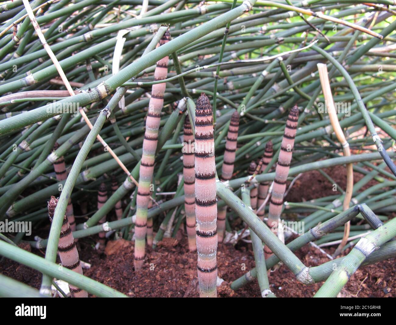 Rough horsetail, Equisetum hyemale Stock Photo - Alamy