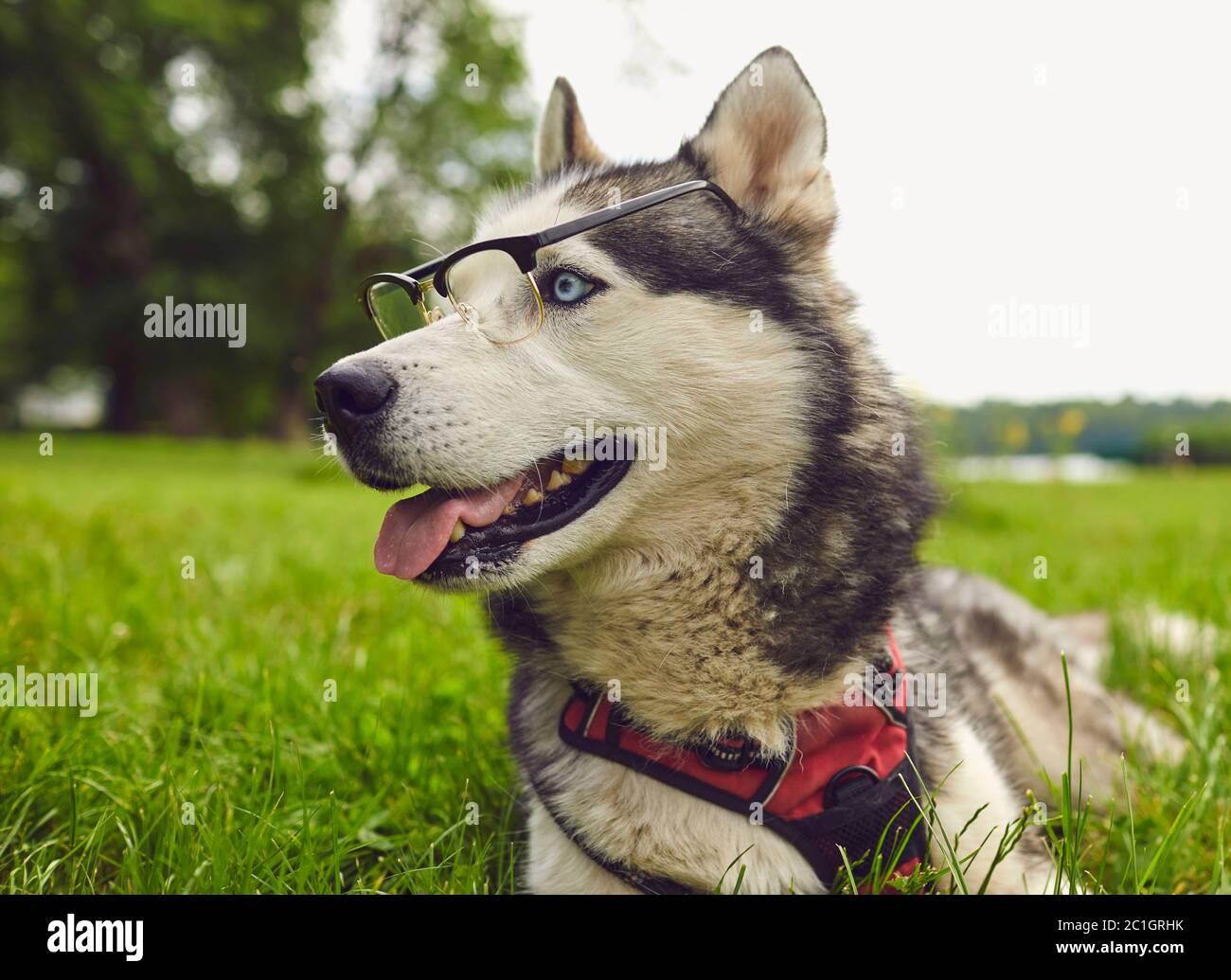 Smart park dog hi-res stock photography and images - Alamy