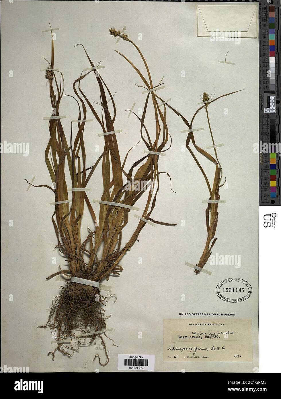 Carex conjuncta Boott Carex conjuncta Boott Stock Photo - Alamy