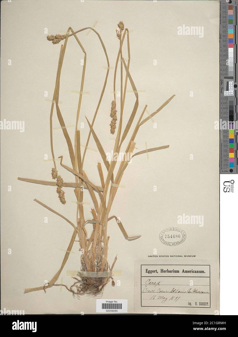 Carex conjuncta Boott Carex conjuncta Boott Stock Photo - Alamy